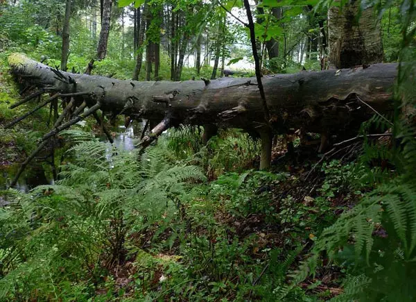 Apariția regenerării naturale a copacilor 9510_1