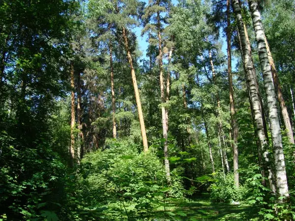 Adin desberdineko baso nemoral-borealen polidominanteen eraldaketen norabideak 9546_1