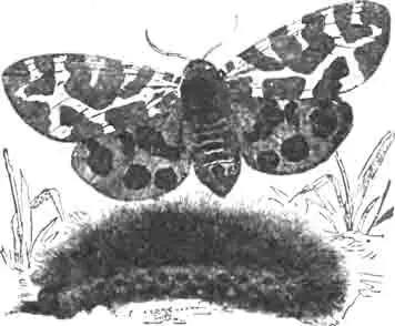 Le papillon ours et sa chenille (Arctia caja L.). (Par Kunkel)