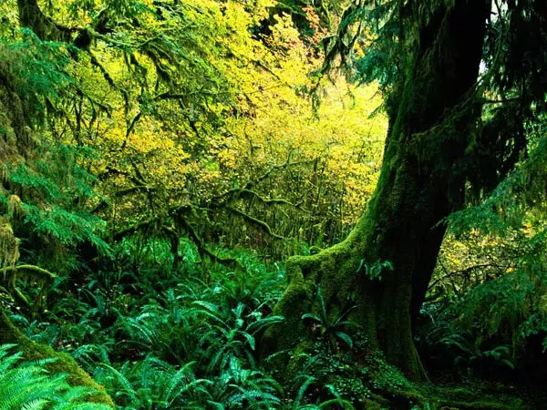 Keadaan saat ini dan perkiraan pengembangan hutan pulau pada contoh Cagar Alam dan Sejarah-Lesparkhoz 