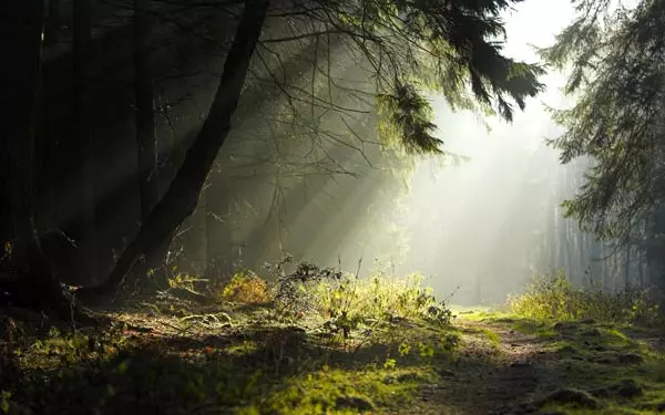 Uharteetako basoen garapenaren egungo egoera eta aurreikuspena Erreserba Natural eta Historikoaren-Lesparkhoz 