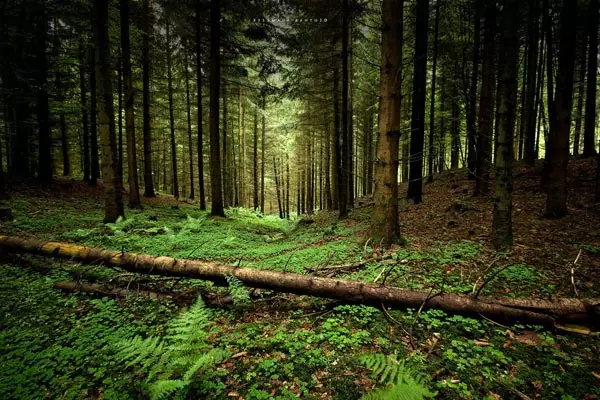 Analisi della composizione del sottobosco nelle foreste insulari 9580_1