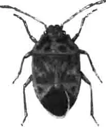 Imyumbati (Pentatoma ornata L.). Ongera. (Na Hahn)