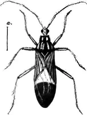 Kostium Reduvius (Reduvius personatus L.). Zwiększać. Linia „a” pokazuje wartość przyrodniczą. (przez Hahna)