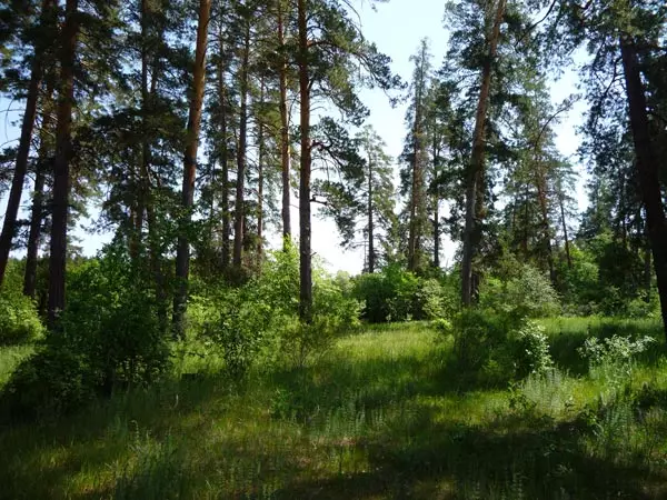 Struktura i sastav nemoralno-borealnih zajednica kvazi-klimaksa 9617_1