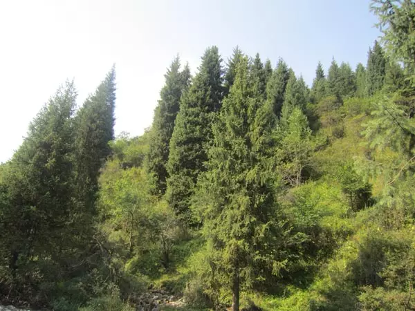 Die Struktur der Waldcatena in einem Streifen von Nemoralwäldern