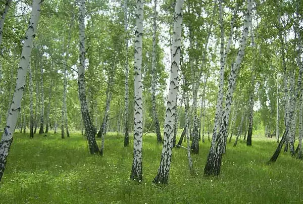 Dinamica della copertura forestale su terrazzamenti sabbiosi 9668_1