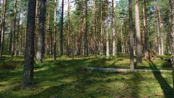 Prodromus dari jenis utama hutan konifer gelap dan konifer ringan di zona boreal Rusia Eropa 9719_1