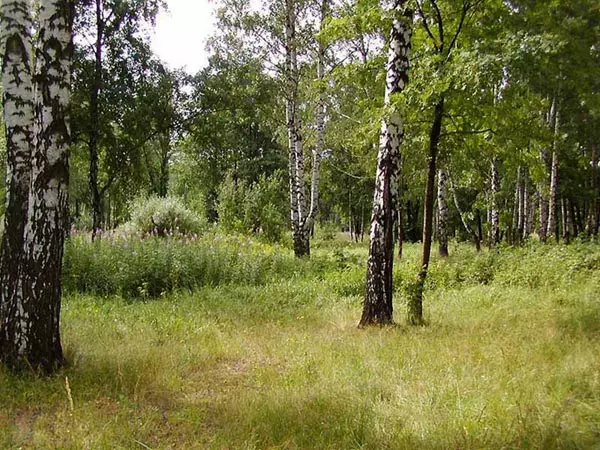 Prodromus dari jenis utama hutan konifer gelap dan konifer ringan di zona boreal Rusia Eropa 9719_3