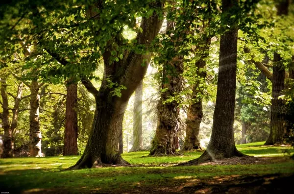 bosco di querce glauco-peloso-carice 9780_2