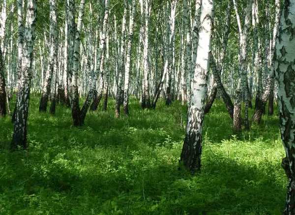 Potensyal na komposisyon ng arboreal synusia ng lacustrine catena sa southern Karelia 9794_1