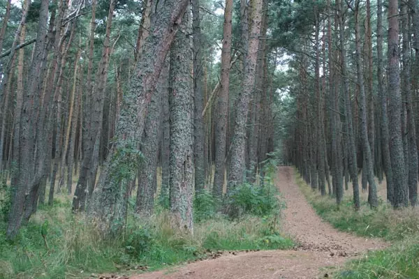 Kutalika kwa kukhalapo kwa misondodzi ya shrubby ya apainiya 9851_1