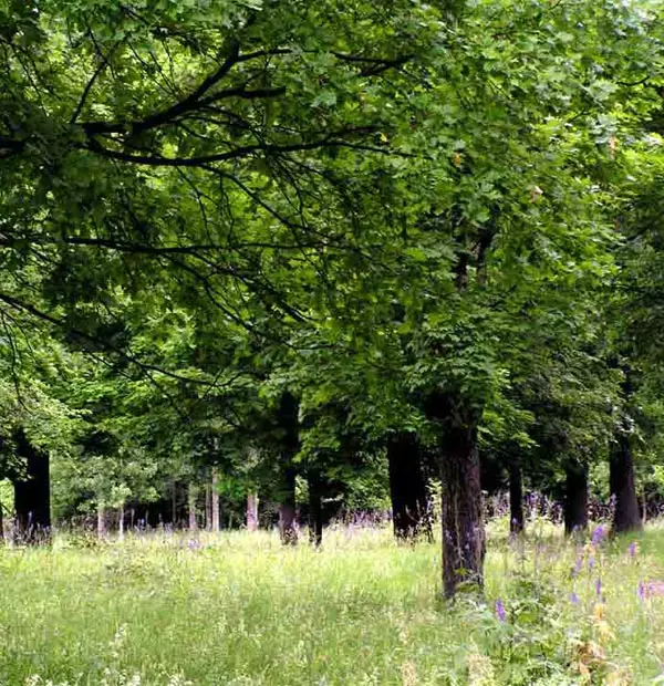 Gevolgen van antropogene en natuurlijke veranderingen in het gemiddelde hydrologische regime op lange termijn 9904_1