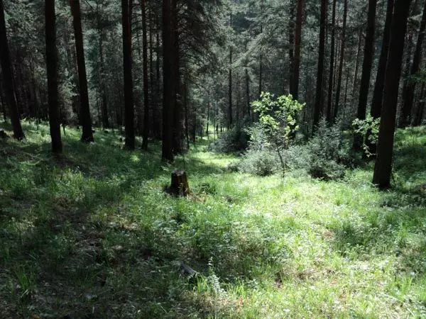 Metodiske tilgange til undersøgelse af vegetation i oversvømmelseslandskabet 9943_1