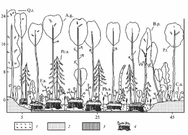 De rol van microsites bij het in stand houden van de floristische diversiteit van zwarte elzenbossen 9982_2